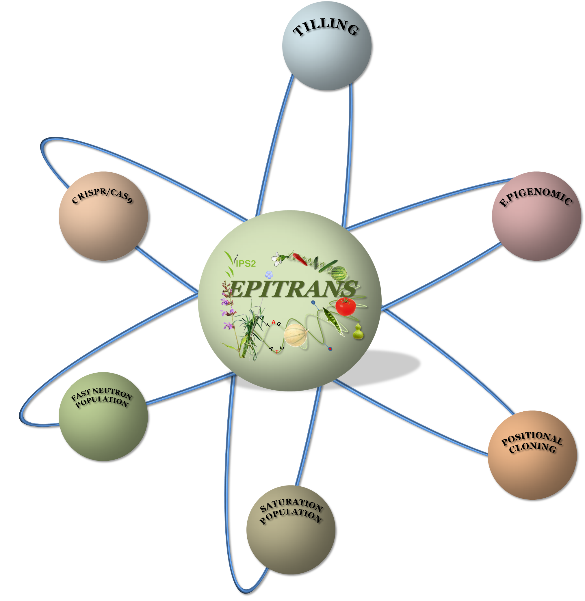 EPITrans: Epigenomic,Translational Biology IPS2 - Ametys, Web Java Open Source CMS